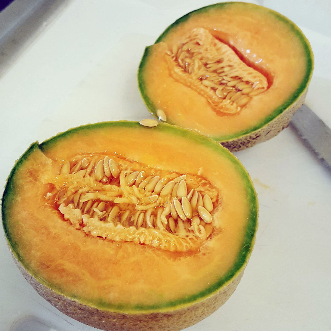 Melon Mexicano – Native-Seeds-Search