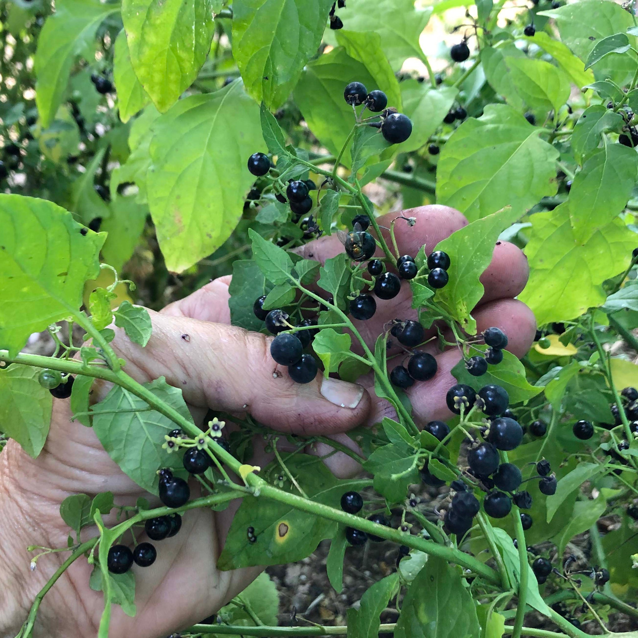 Chichiquelite – Native-Seeds-Search