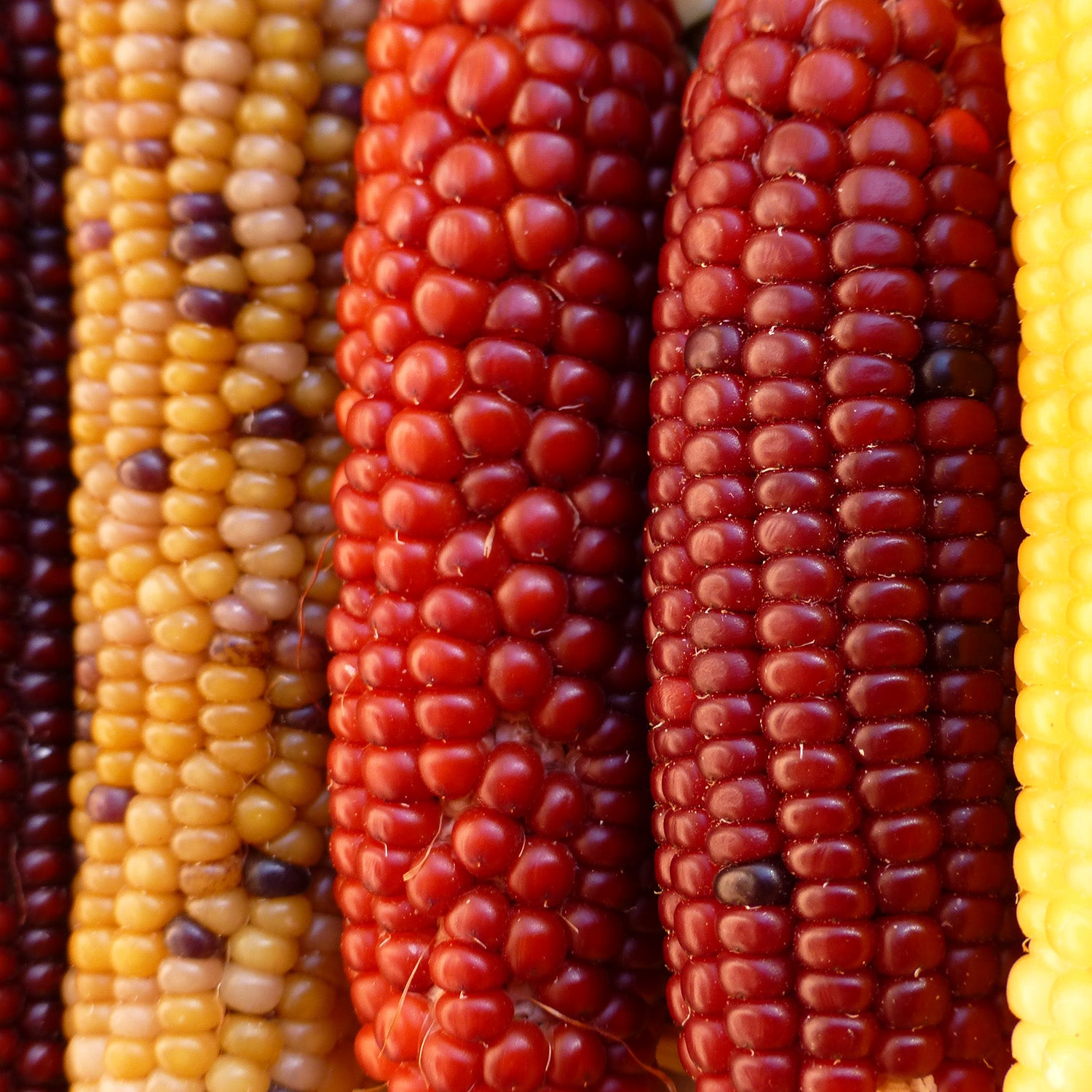 NASR > Corn - Popcorn – Native-Seeds-Search