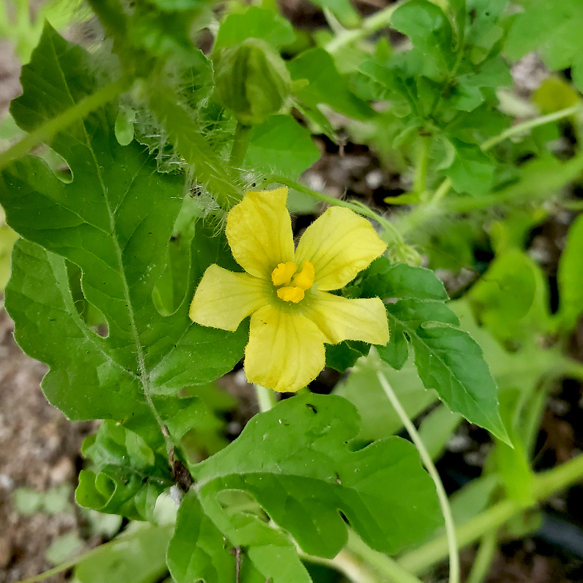 Seeds > Tucson Seed – Native-Seeds-Search