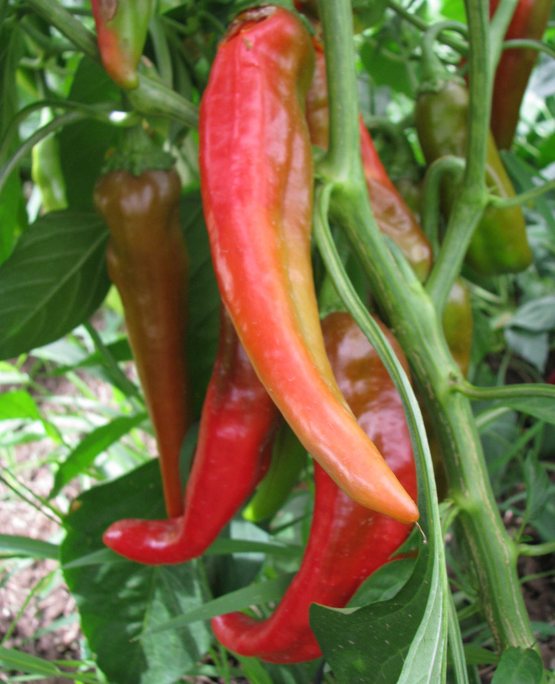 Seeds > Chiles/Peppers – Native-Seeds-Search