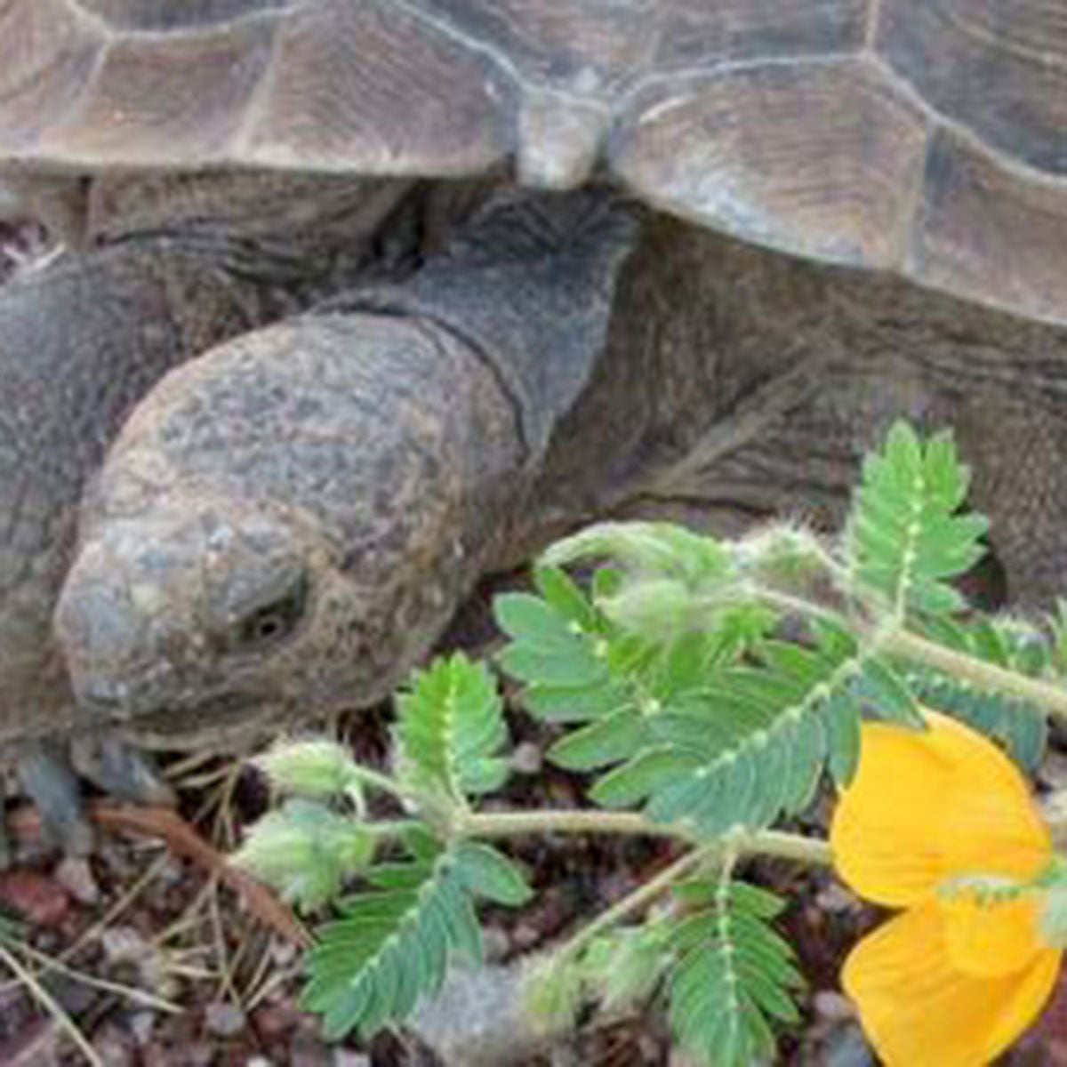 Desert Tortoise Eat Flowers Well Is It Working? 🤭 #turtle