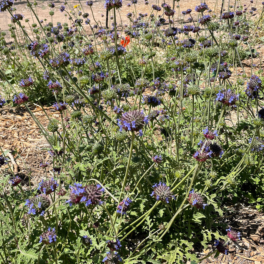 Desert Chia – Native-Seeds-Search