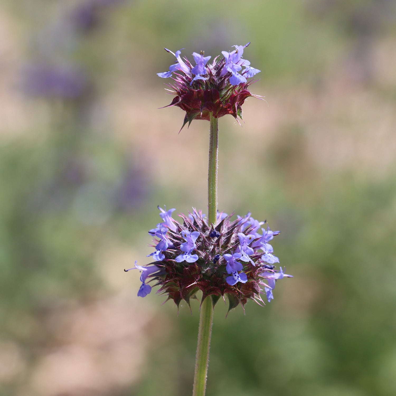 Desert Chia – Native-Seeds-Search