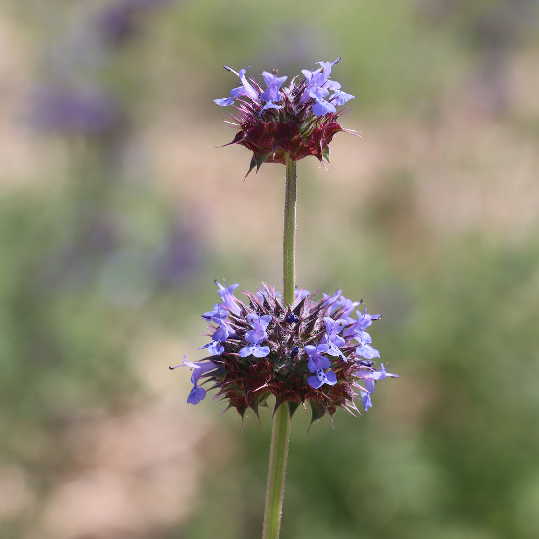 Desert Chia – Native-Seeds-Search