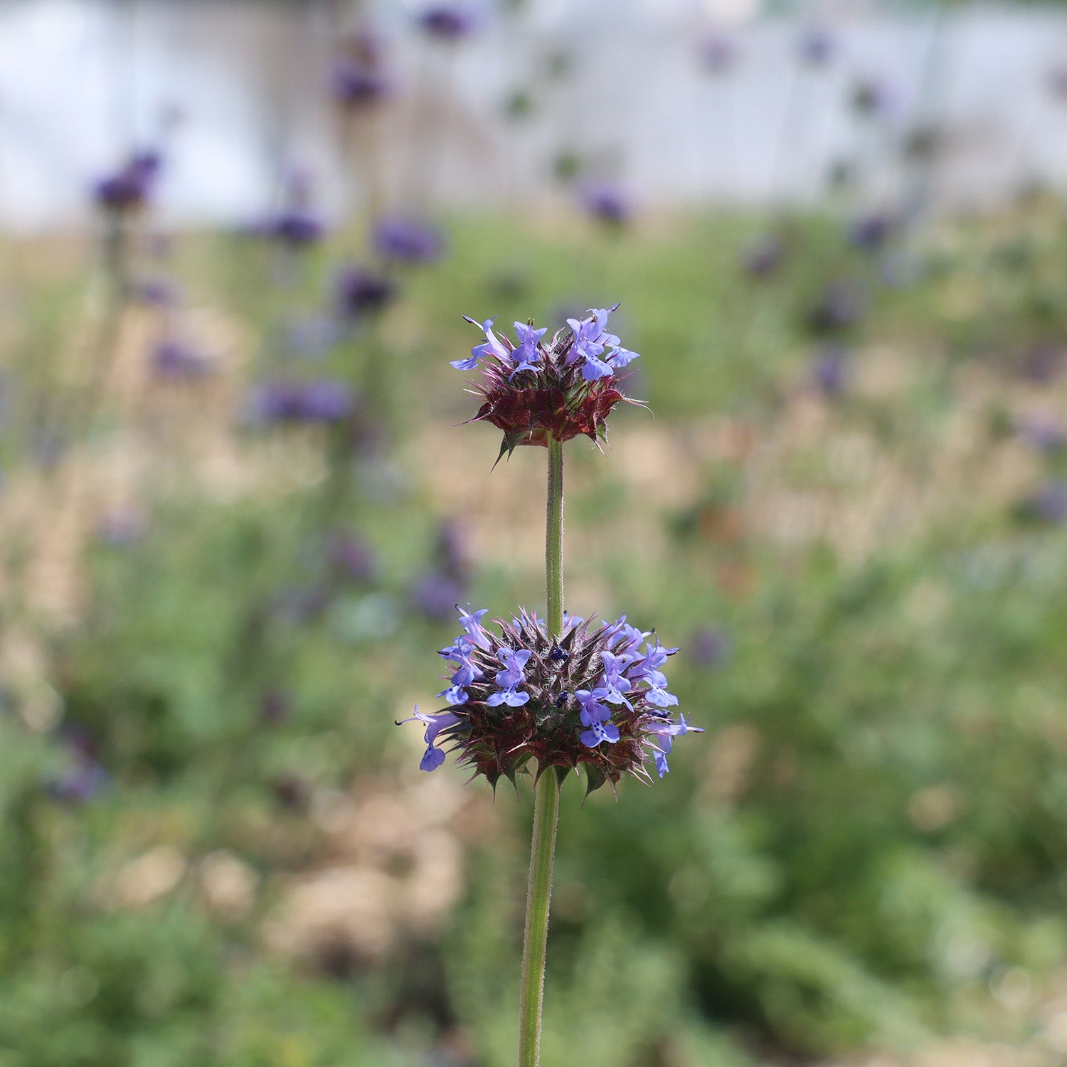 Seeds > Wildflowers – Native-Seeds-Search