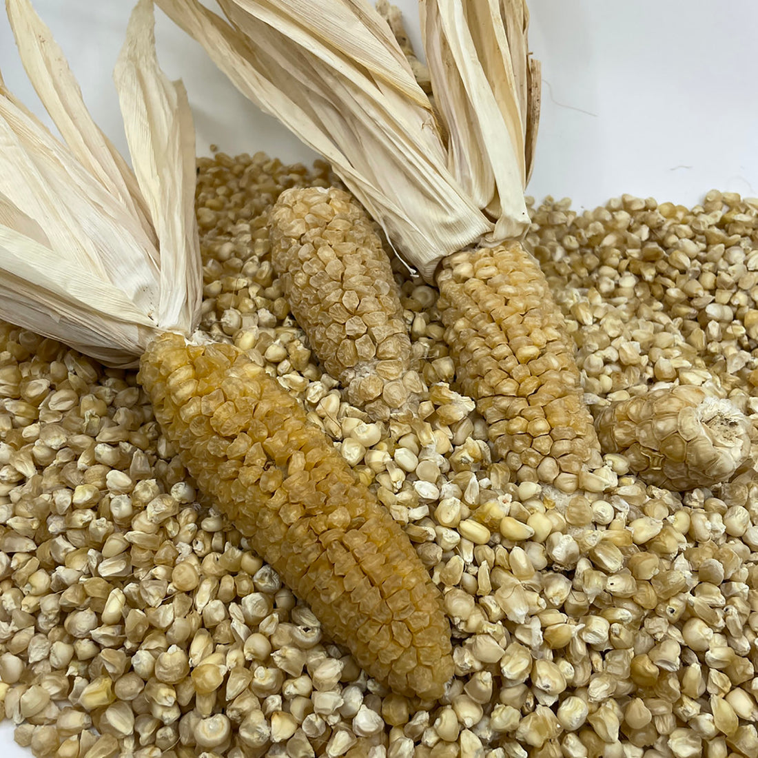 Seeds > Corn - Sweet – Native-Seeds-Search