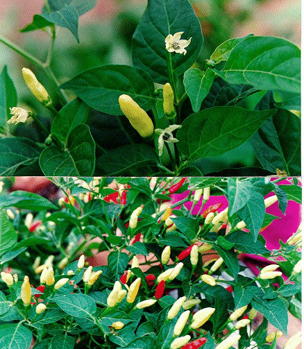 Tabasco – Native-Seeds-Search