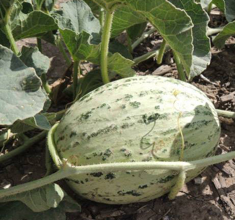 Melon de Castilla – Native-Seeds-Search