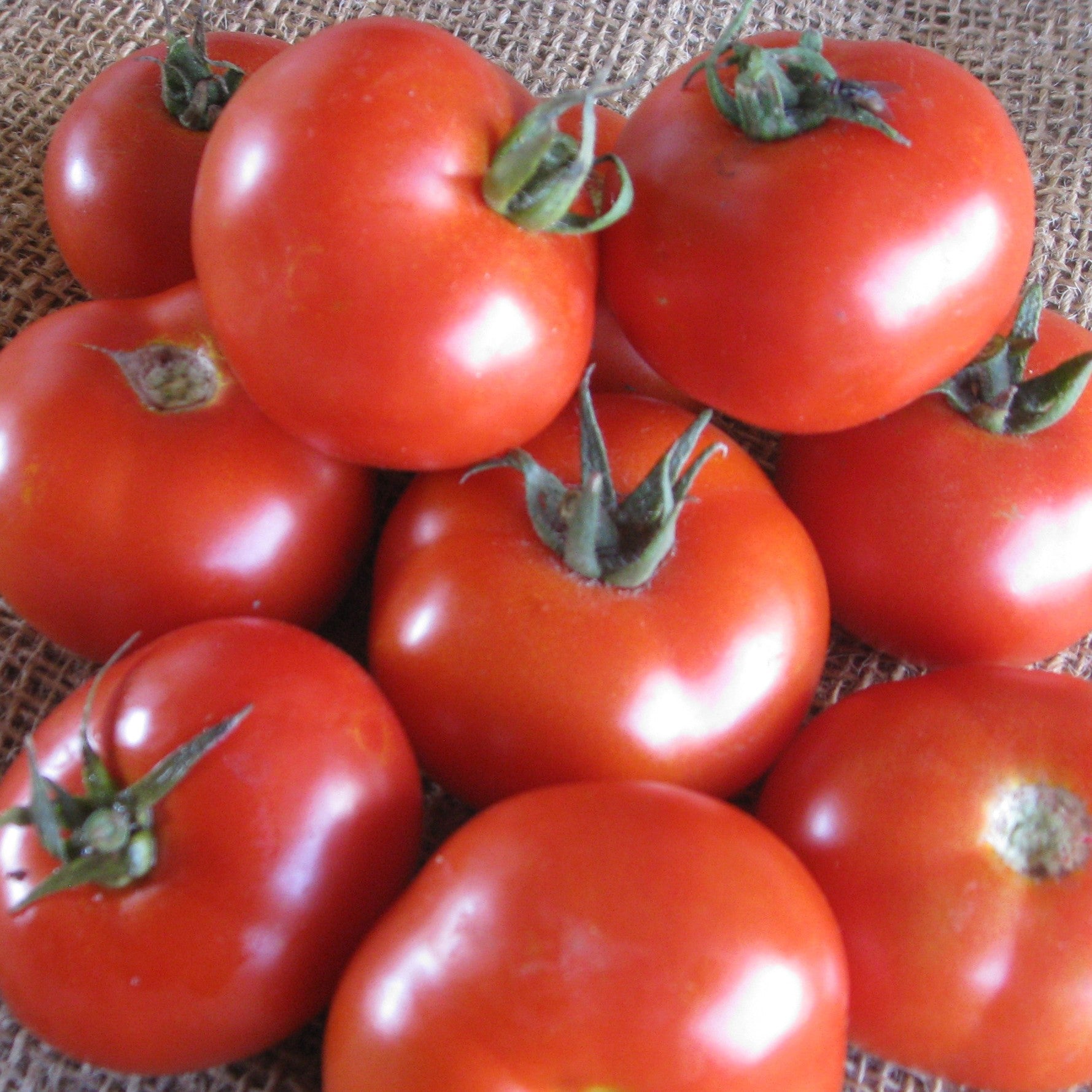 Seeds > Tucson Seed – Native-Seeds-Search