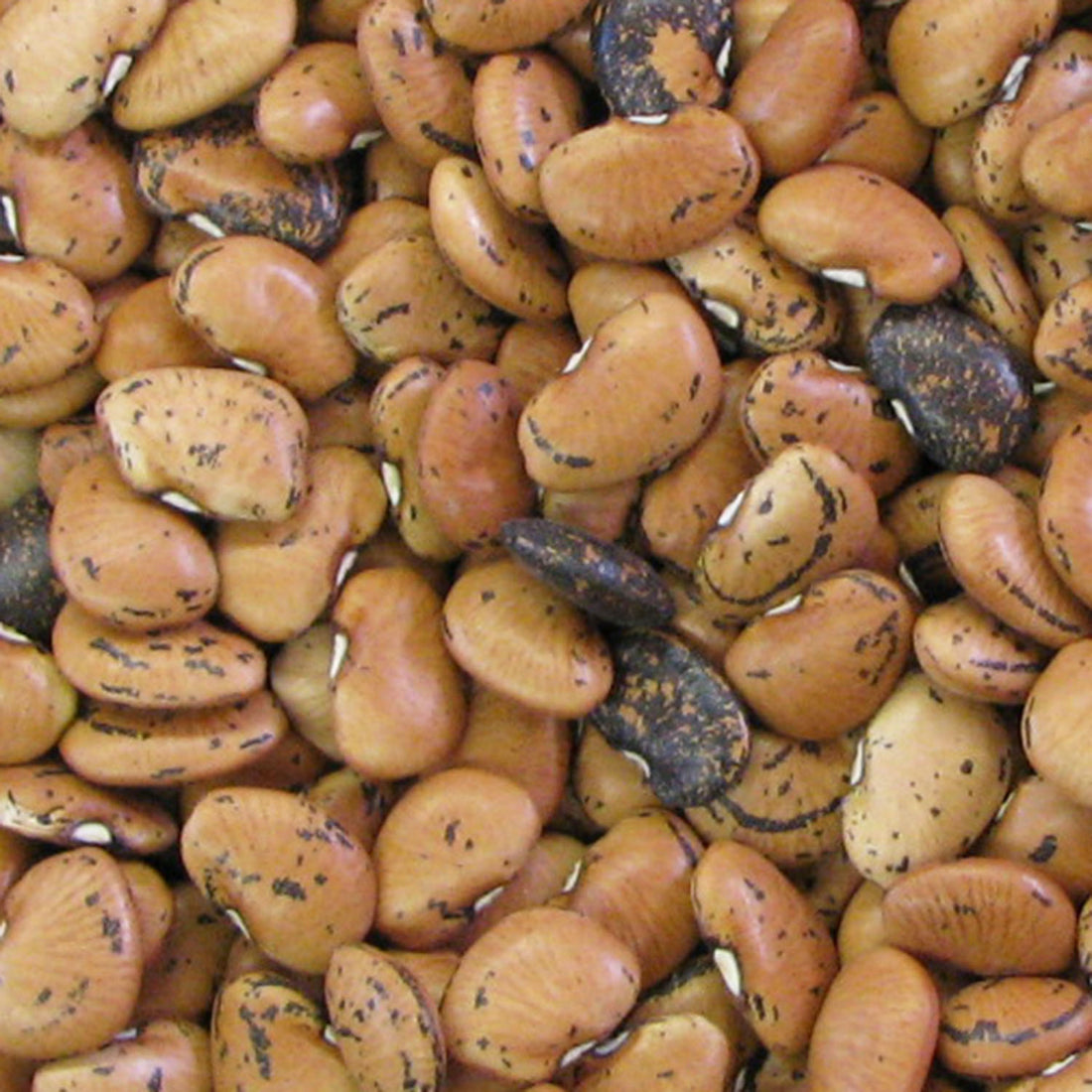 Native Seeds Search: Specializing in drought tolerant heirloom seeds ...