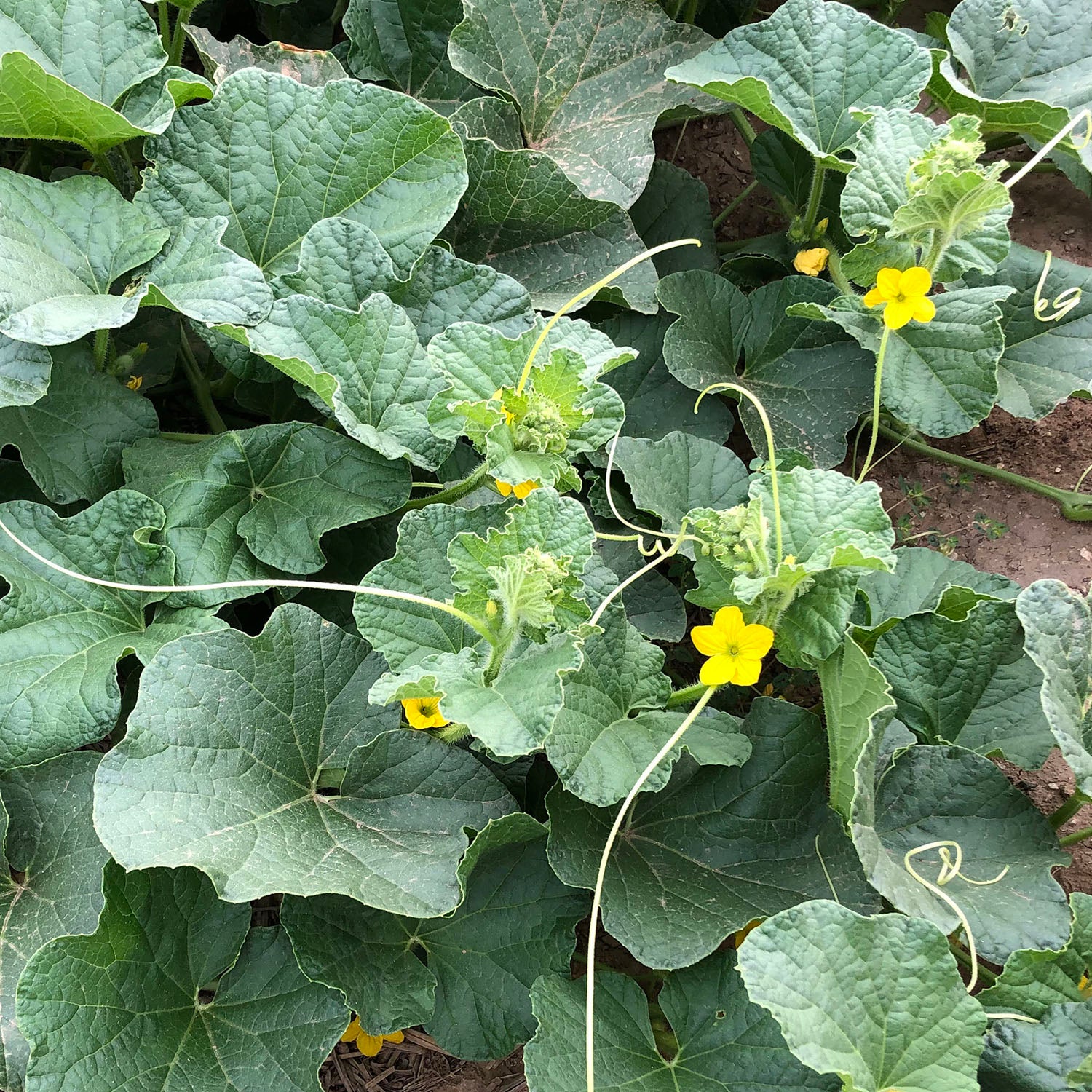 Seeds > Melons – Native-Seeds-Search