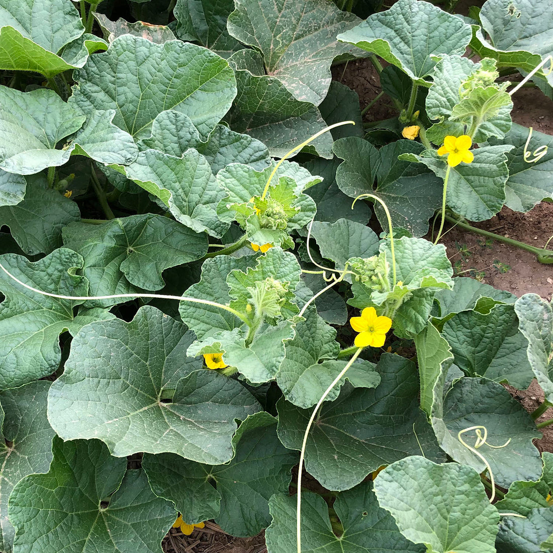 Melon Mexicano – Native-Seeds-Search