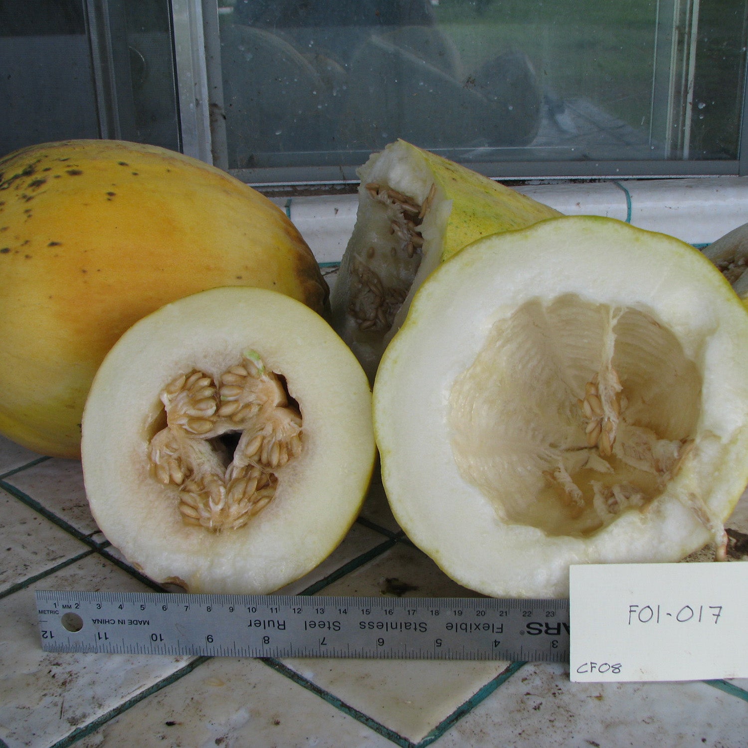 Seeds > Melons – Native-Seeds-Search