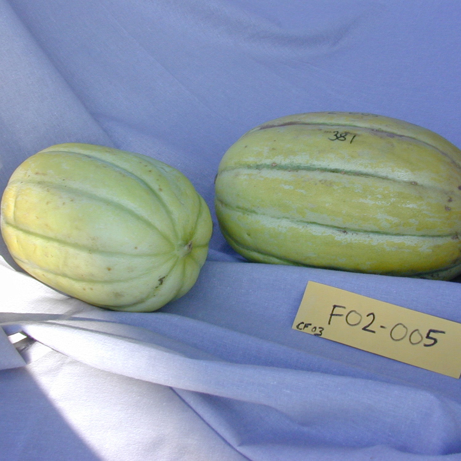 NASS > Melon – Native-Seeds-Search