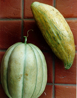 Navajo Mixed – Native-Seeds-Search