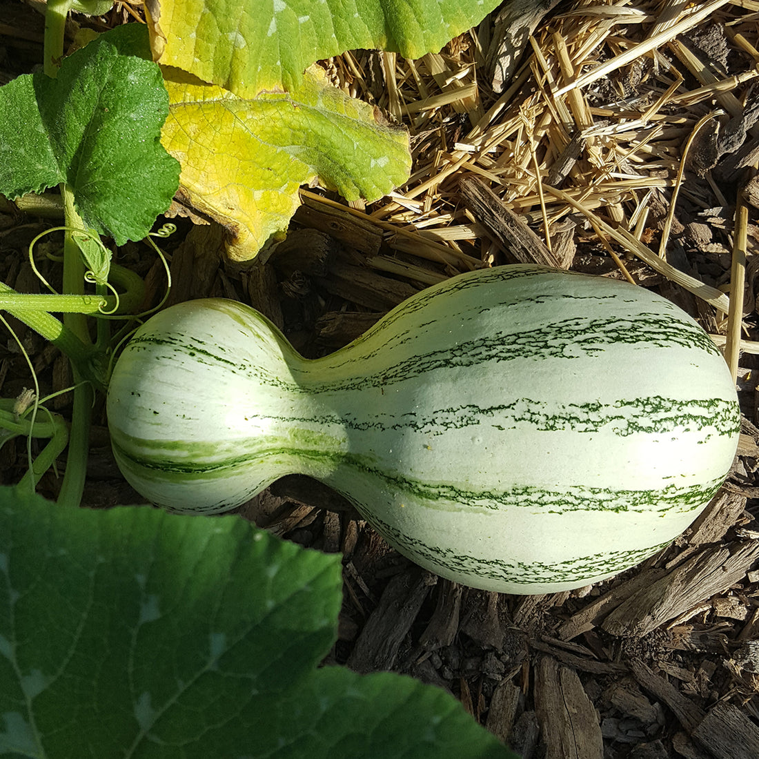 Navajo Cushaw (Tail Squash) – Native-Seeds-Search