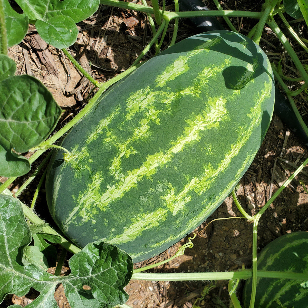 Oval Whole Watermelon