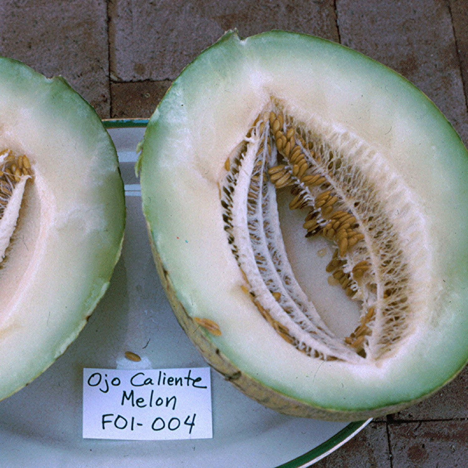 Seeds > Melons – Native-Seeds-Search