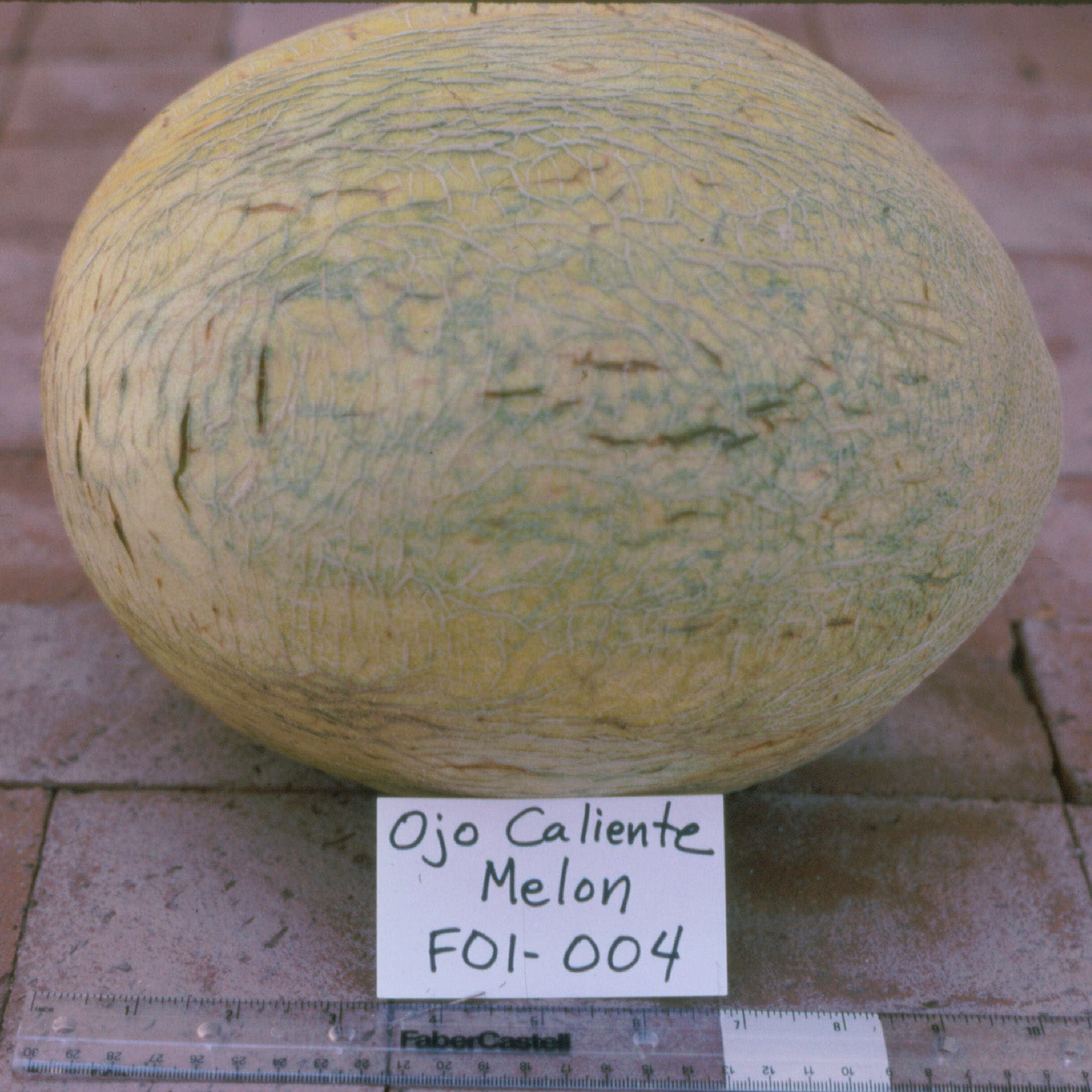 Seeds > Melons – Native-Seeds-Search