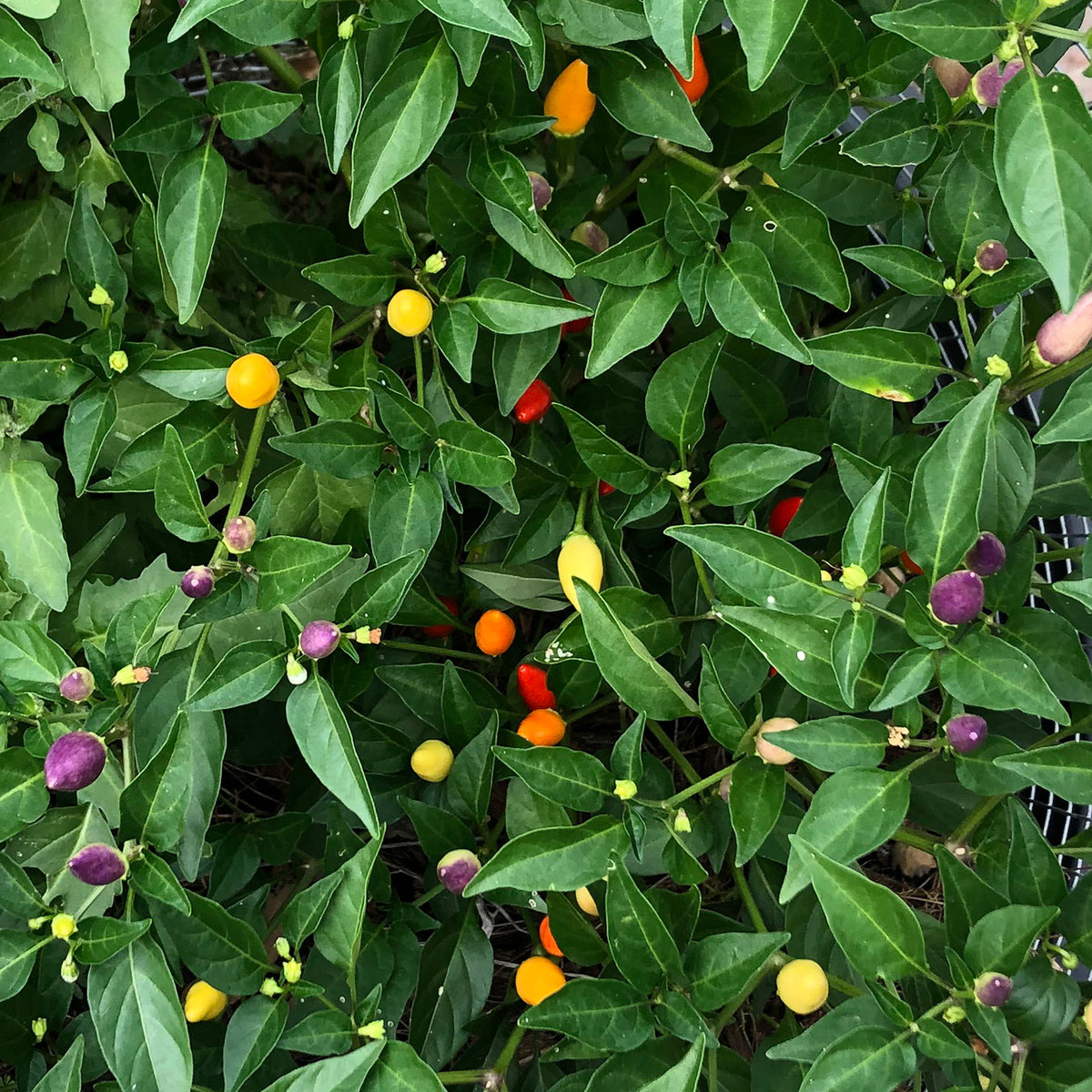 Ordoño – Native-Seeds-Search