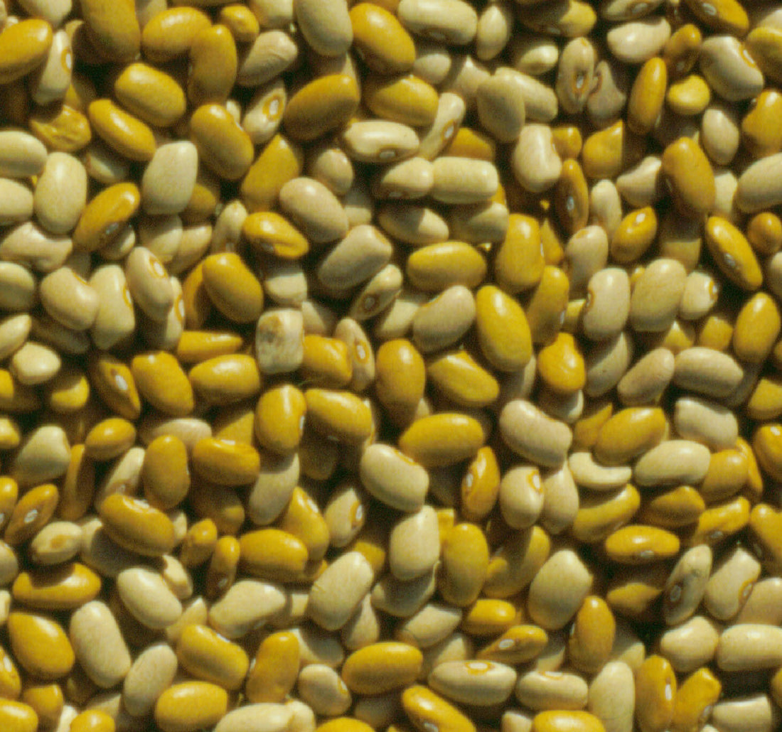 NASS > Bean - Common – Native-Seeds-Search