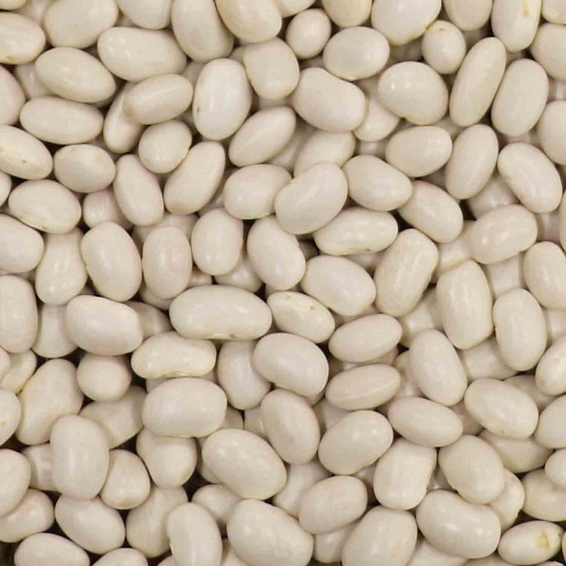 Native Seeds Search: Specializing in drought tolerant heirloom seeds ...