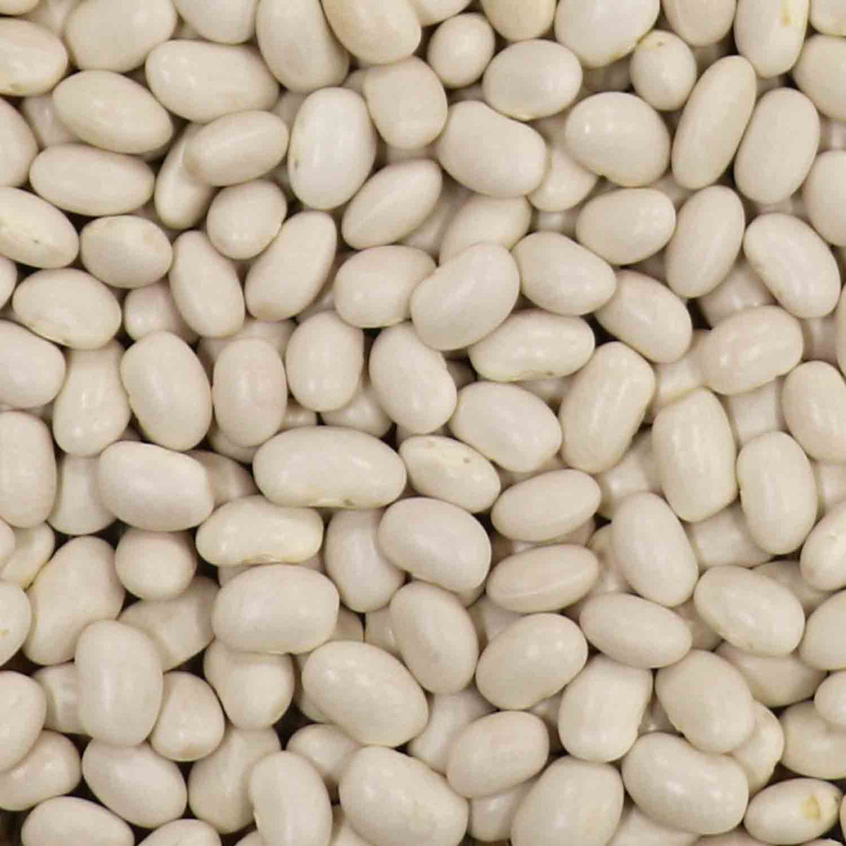 Alluvias – Native-Seeds-Search