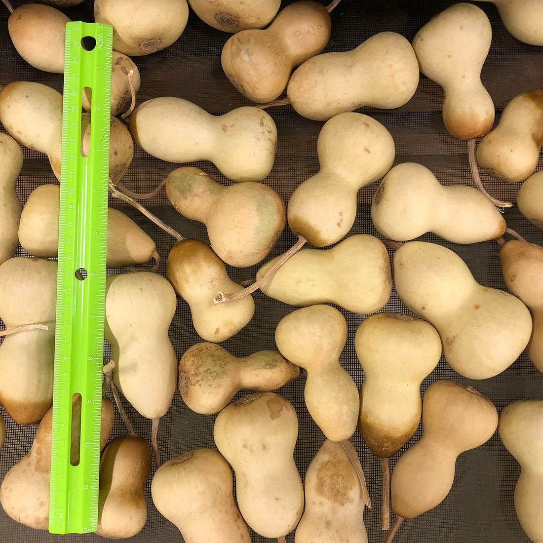 NASR > Gourd – Native-Seeds-Search