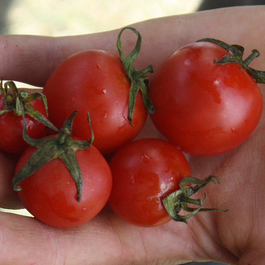 Seeds > Tomatoes – Native-Seeds-Search