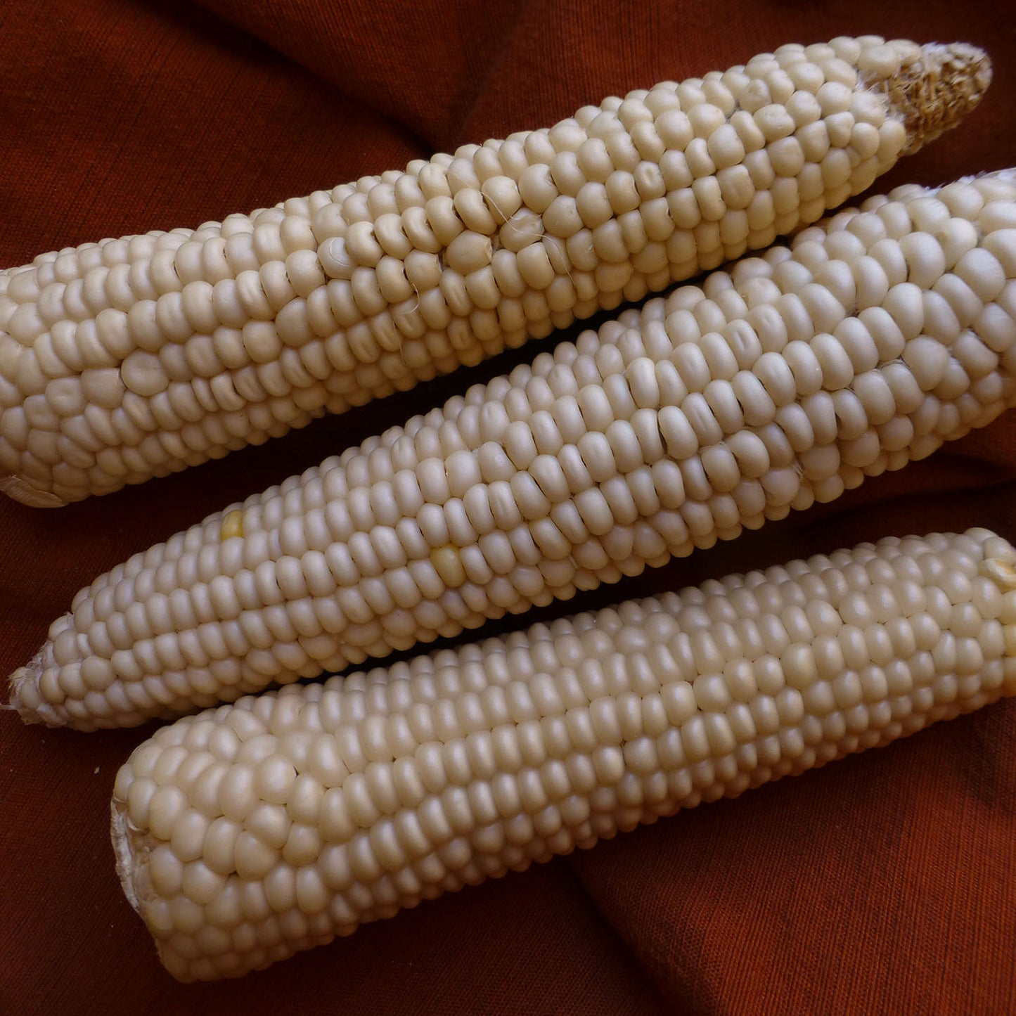 Seeds > Corn - Flour/Flint – Native-Seeds-Search