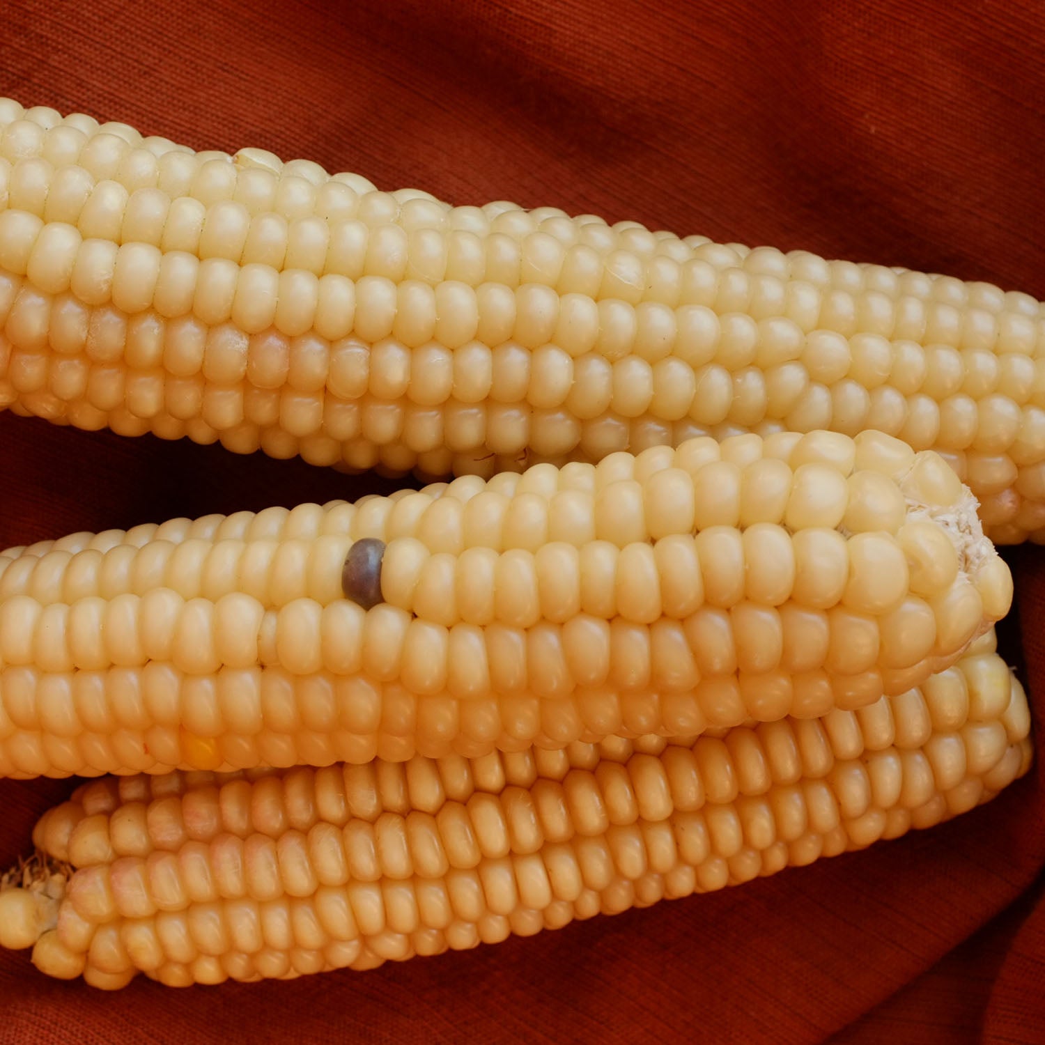 NASS > Corn - Flour/Flint – Native-Seeds-Search