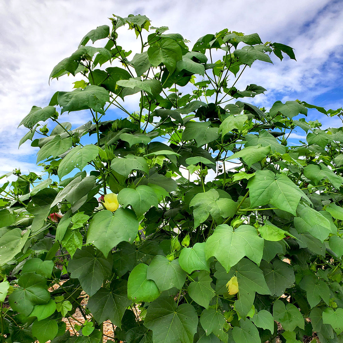 Seeds > Cotton – Native-Seeds-Search