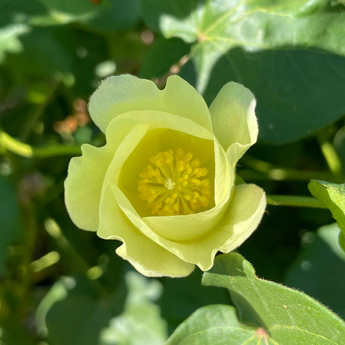 Seeds > Cotton – Native-Seeds-Search