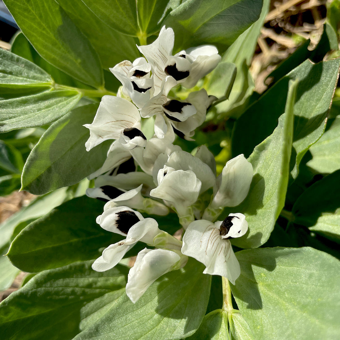 Seeds > Beans - Fava – Native-Seeds-Search