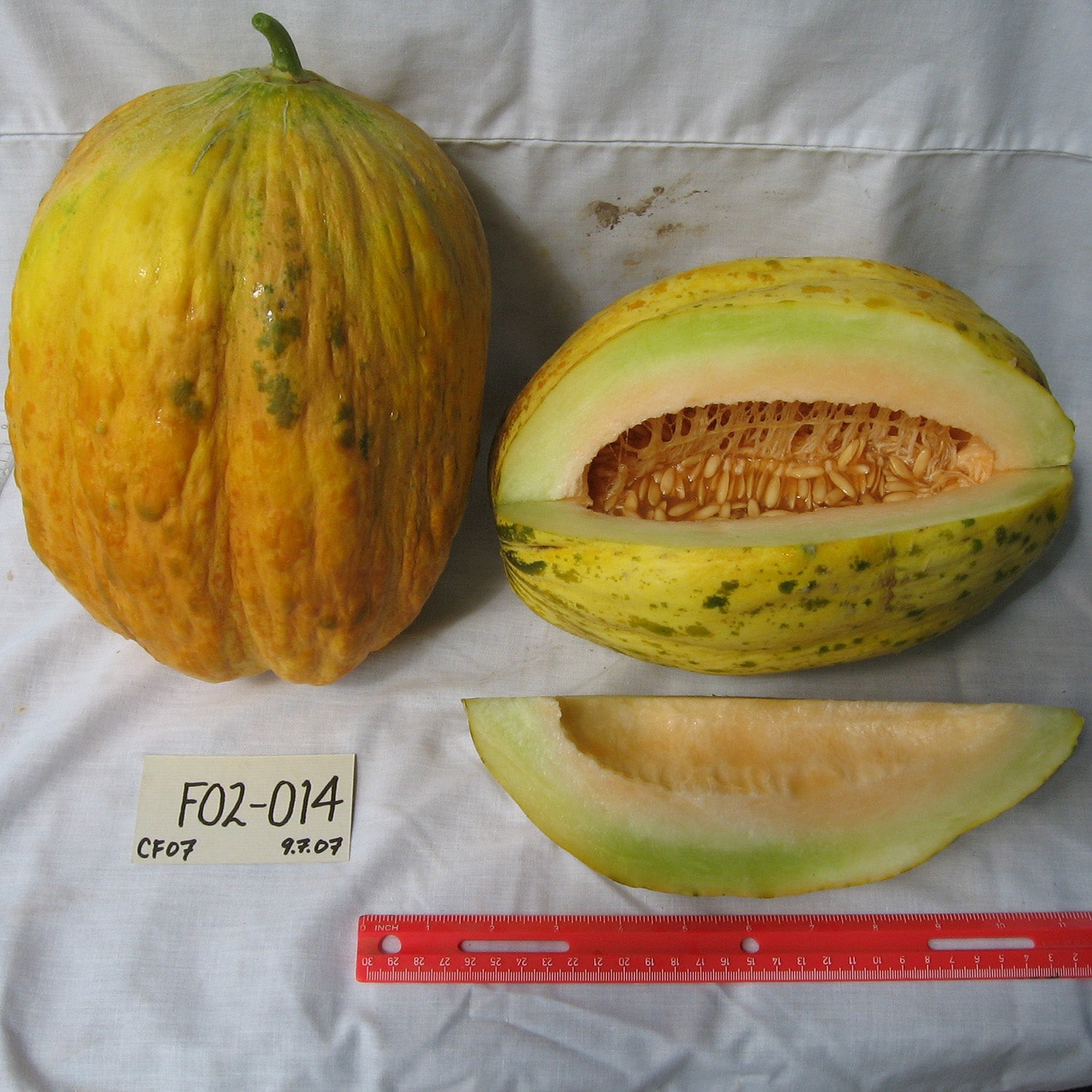 Seeds > Melons – Native-Seeds-Search