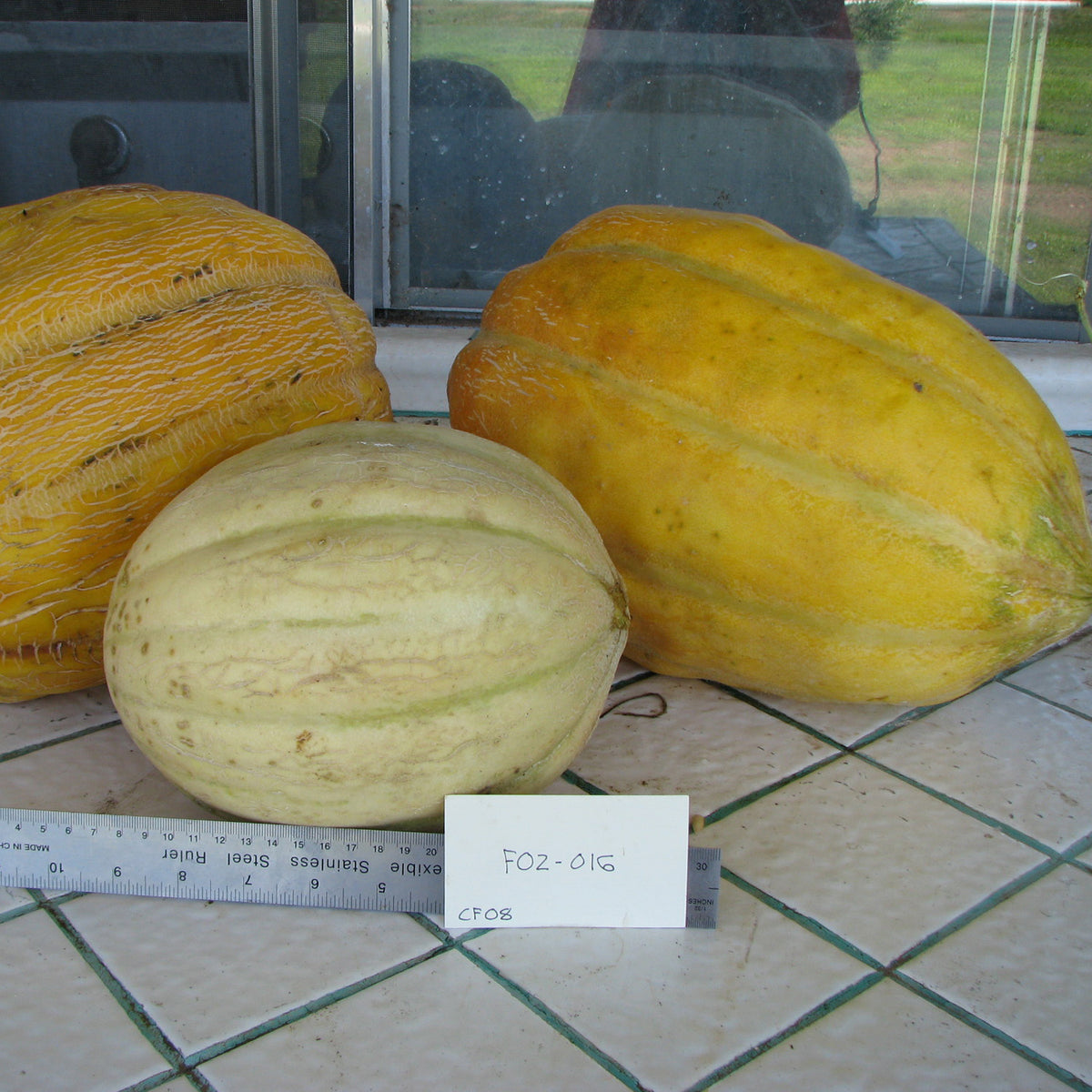 San Felipe – Native-Seeds-Search