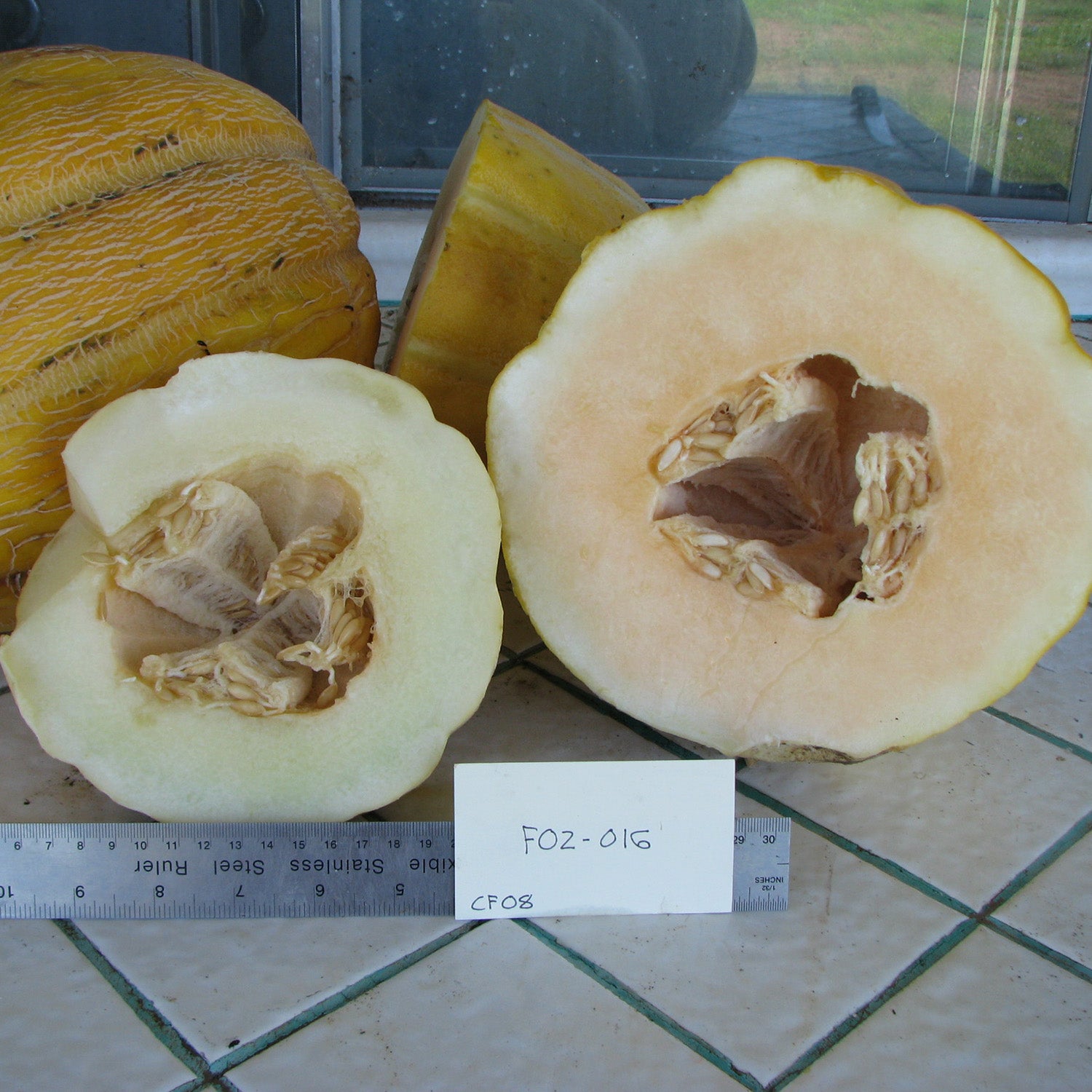 Seeds > Melons – Native-Seeds-Search