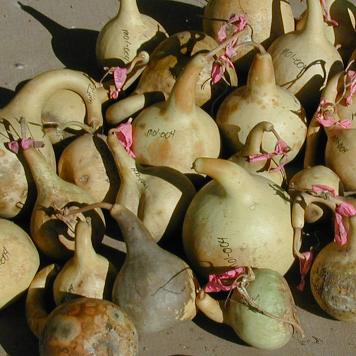 Santo Domingo Dipper – Native-Seeds-Search