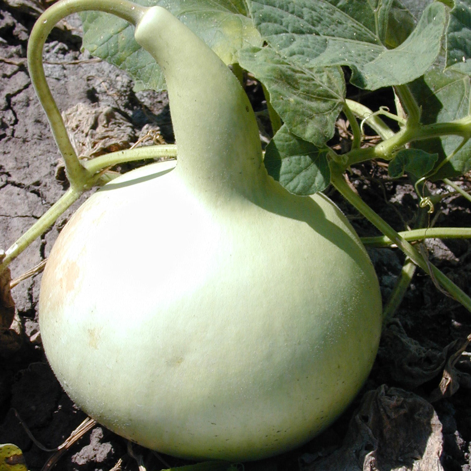 Native Seeds Search: Specializing in drought tolerant heirloom seeds ...
