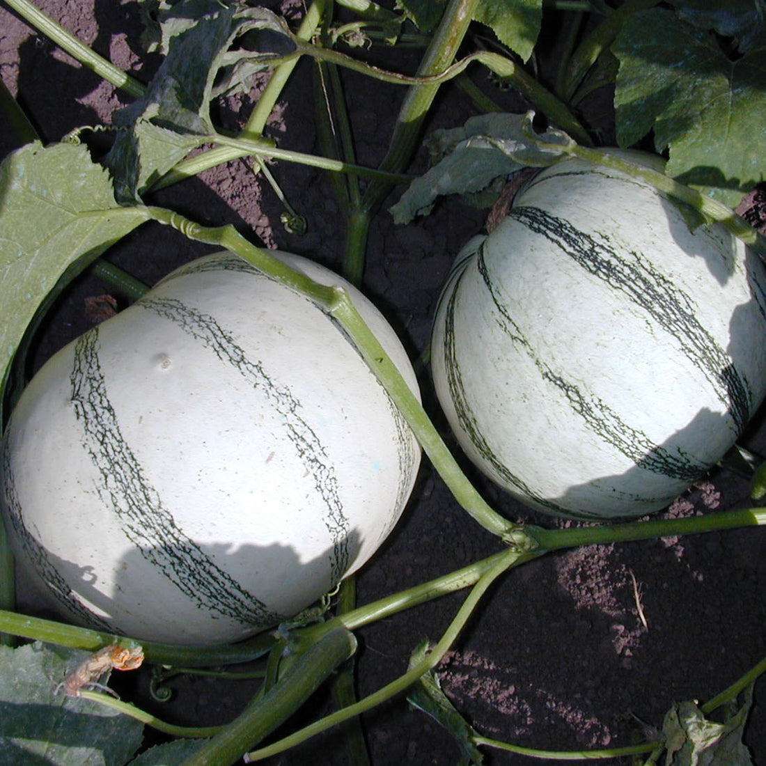 Silver Edged – Native-Seeds-Search