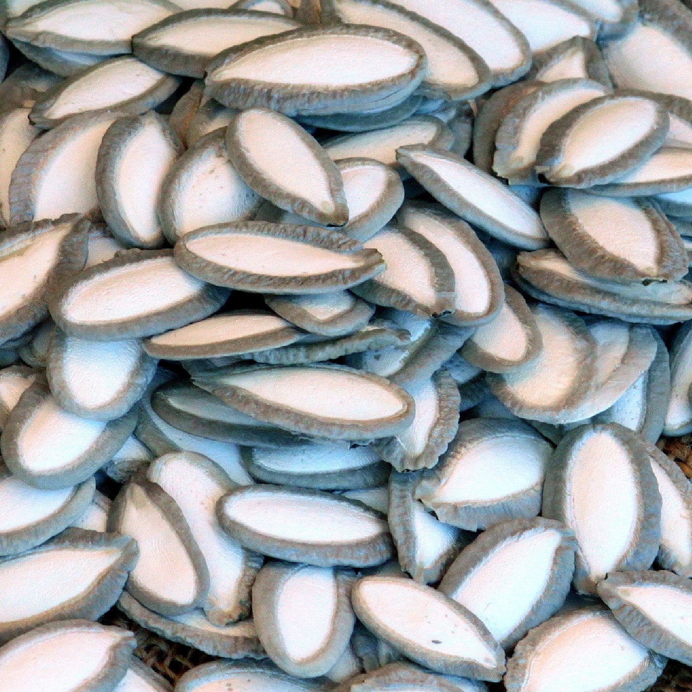 Silver Edged – Native-Seeds-Search