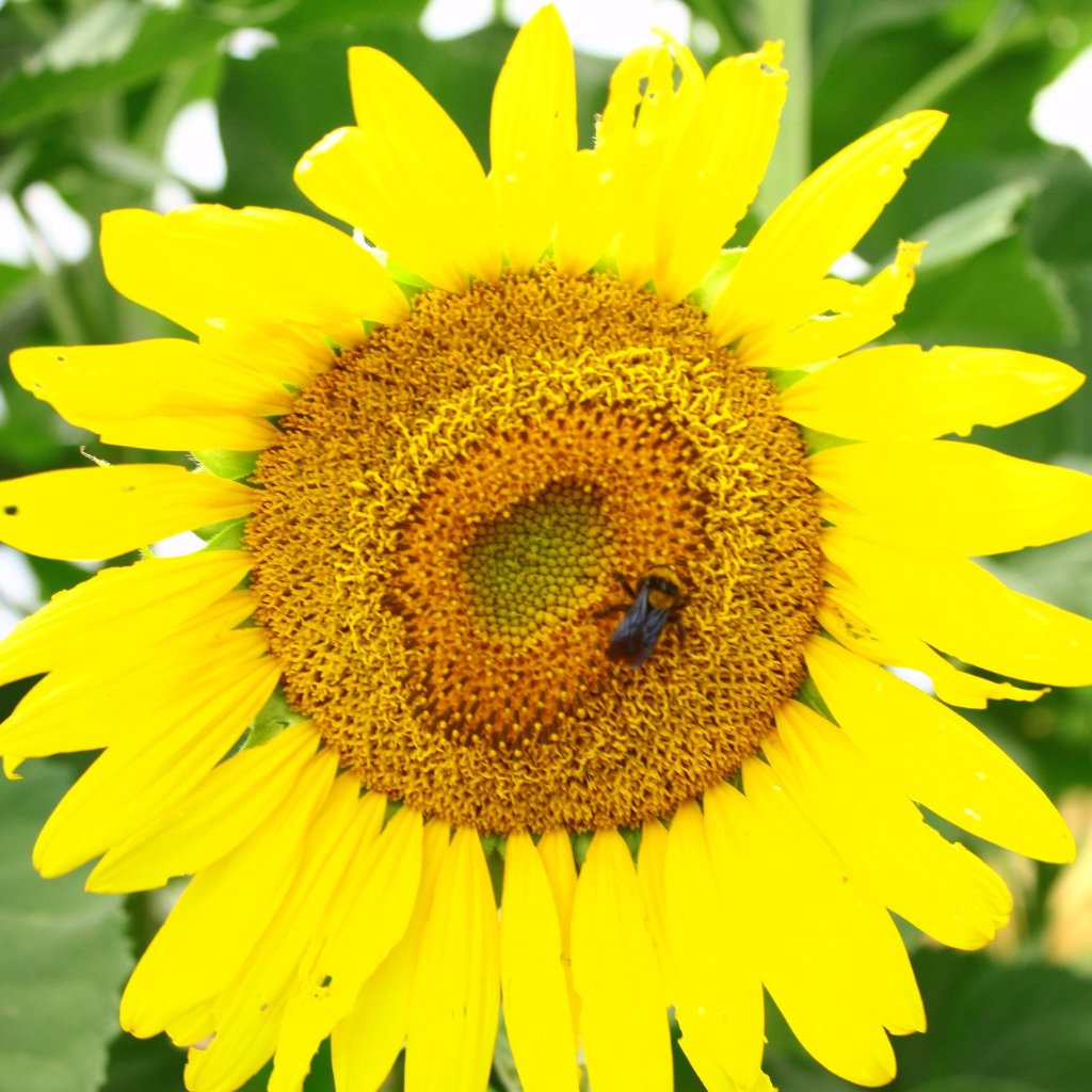 Seeds > Sunflowers – Native-Seeds-Search