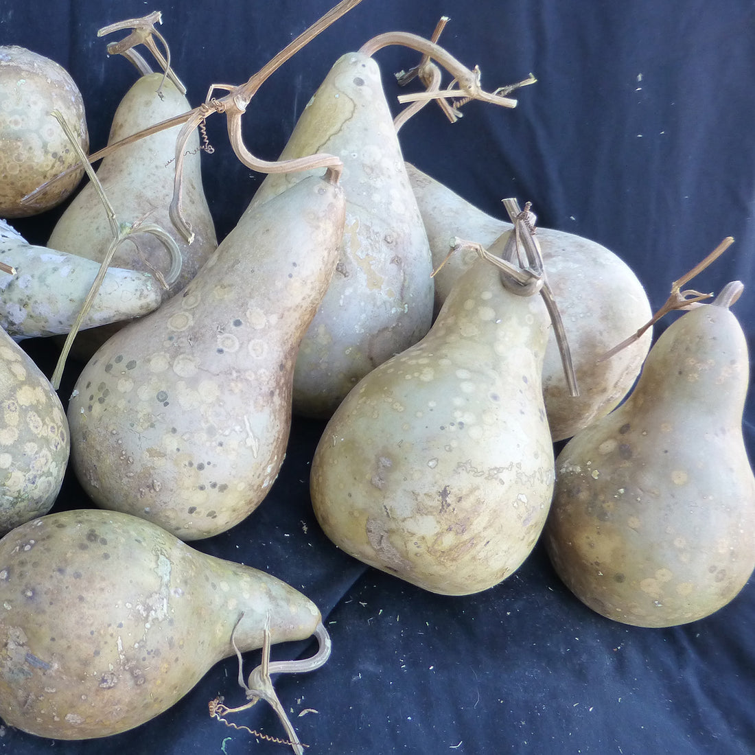 NASR > Gourd – Native-Seeds-Search