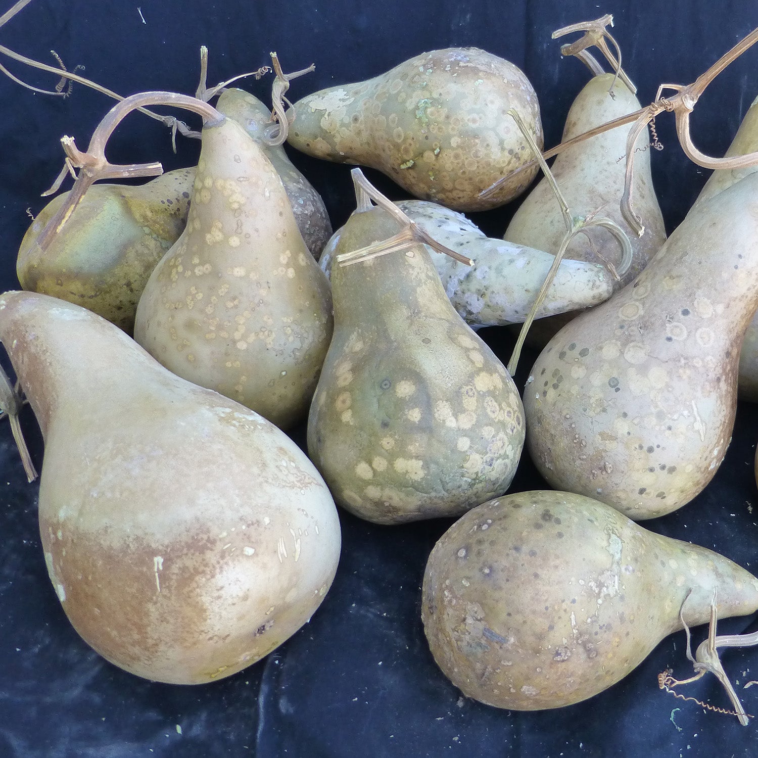 NASR > Gourd – Native-Seeds-Search