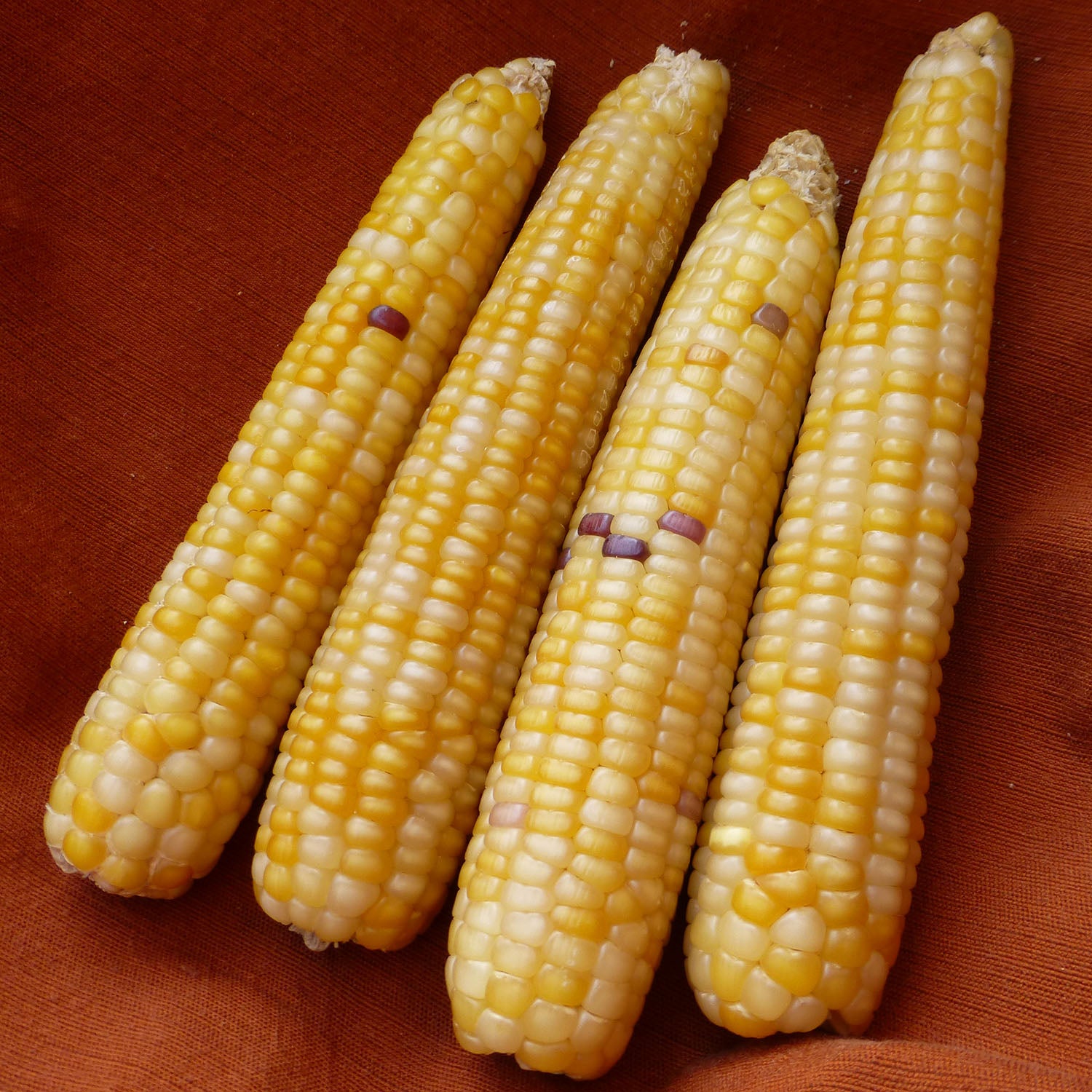 Seeds > Corn - Flour/Flint – Native-Seeds-Search