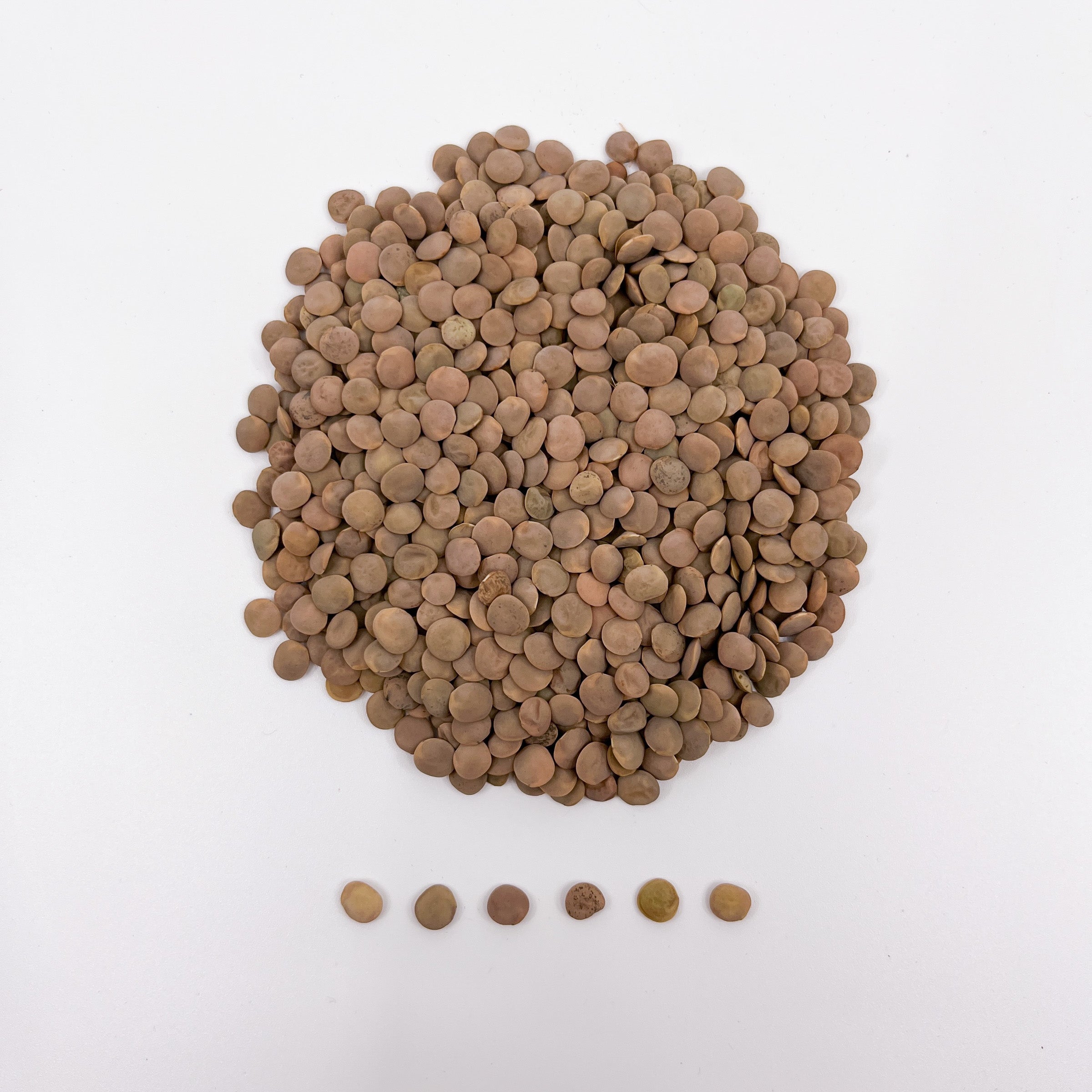 NASS > O'odham – Native-Seeds-Search