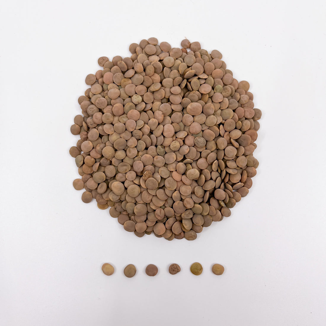Seeds > Lentils – Native-Seeds-Search