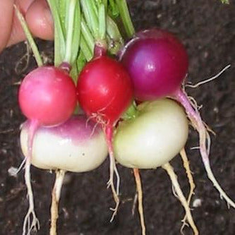 Seeds > Tucson Seed – Native-Seeds-Search