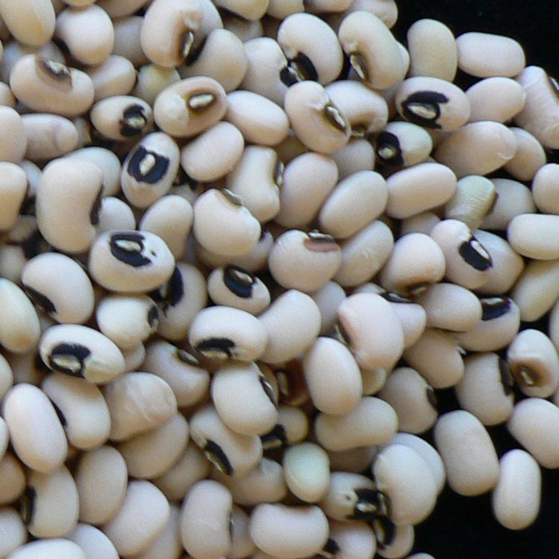 Seeds > Cowpeas/Black-Eyed Peas – Native-Seeds-Search